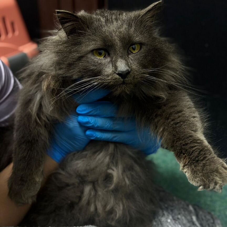 Бывшедомашний Атаман. Нужен дом, семья