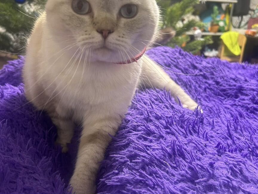Шотландская вислоухая кошка