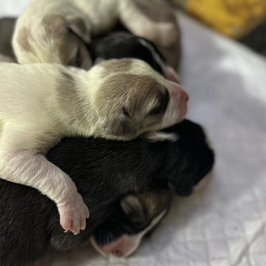 Среднеазиатская овчарка, щенок