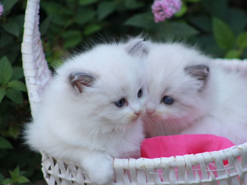 Котята рэгдолл (второе потомство) чистокровные