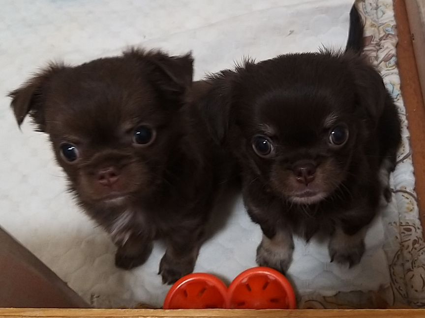 Щенки чихуахуа