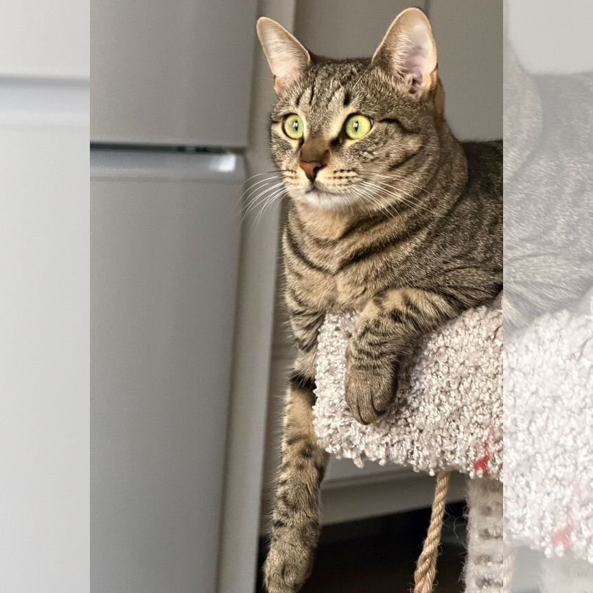 Котёнок от частного владельца