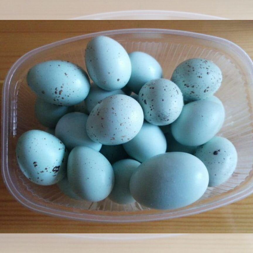 Инкубационное яйцо перепелов селадонов