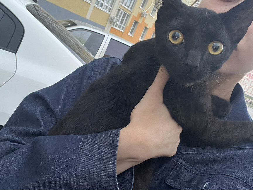 Черныш кот