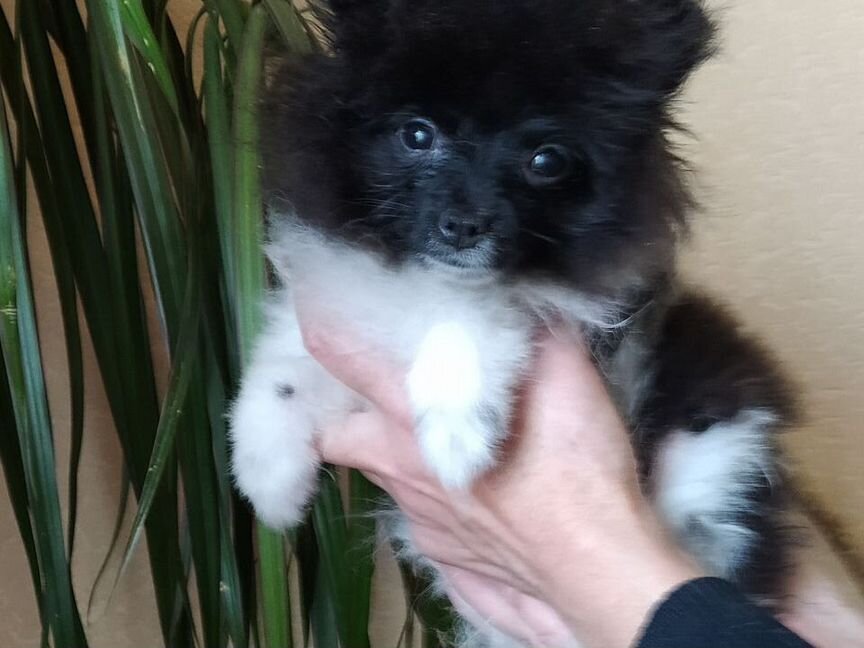 Мини шпиц мальчик