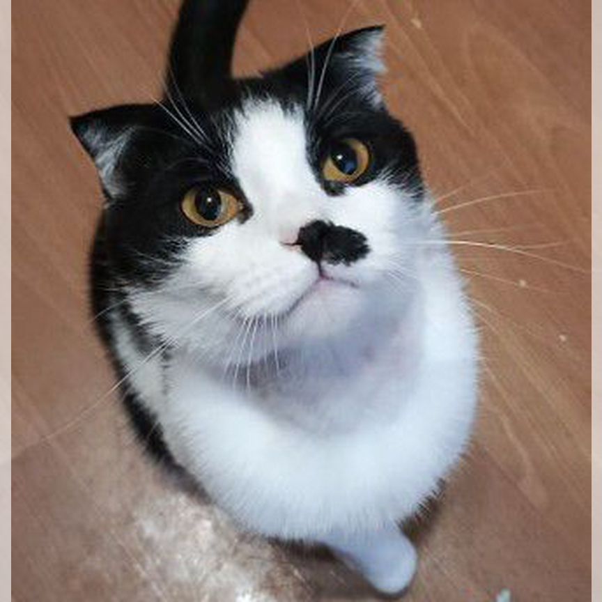 Британский вислоухий кот