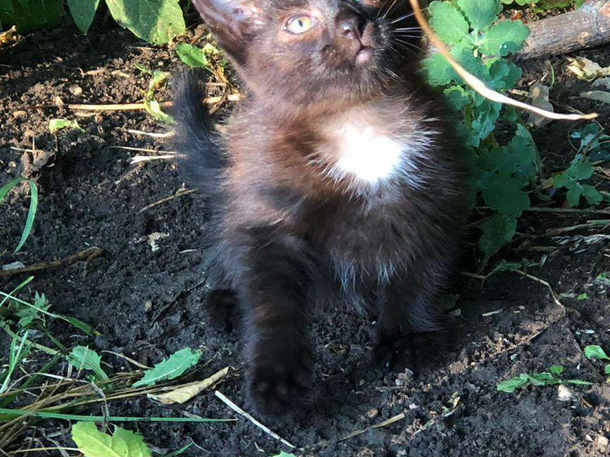 Котёночек девочка ищет дом