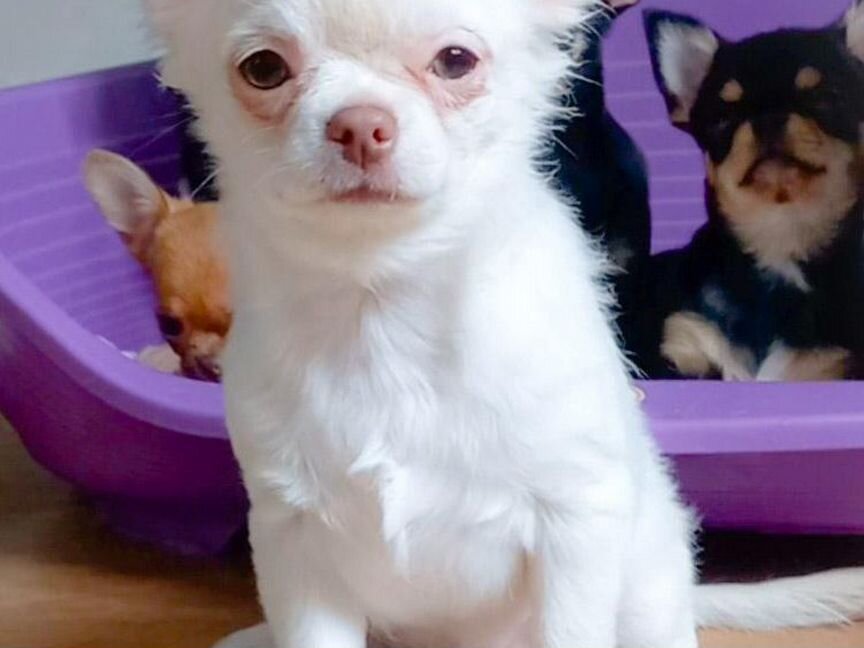 Щенки чихуахуа