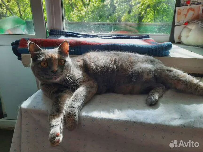 Жирная кошка ищет новый дом