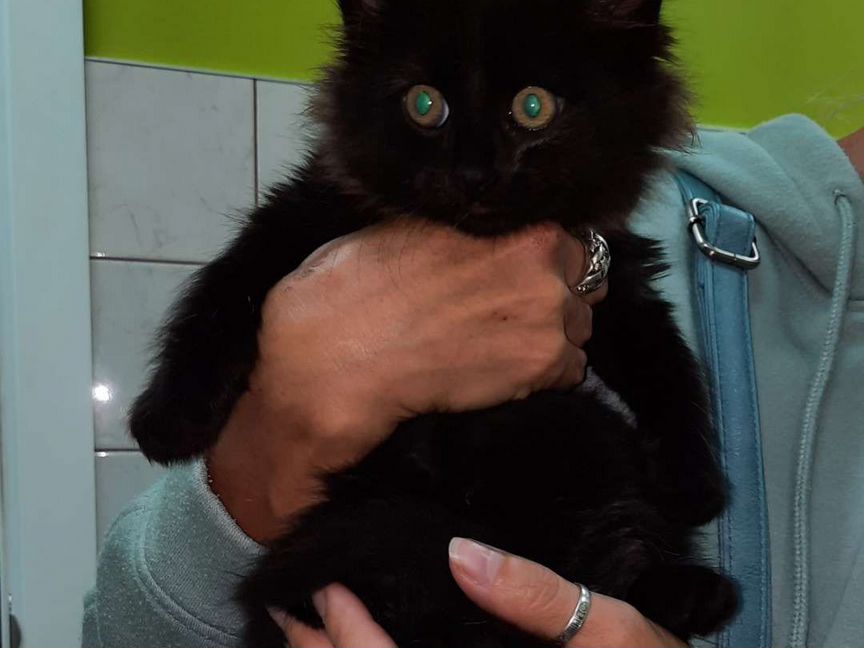 Черныш мальчик 2 месяца