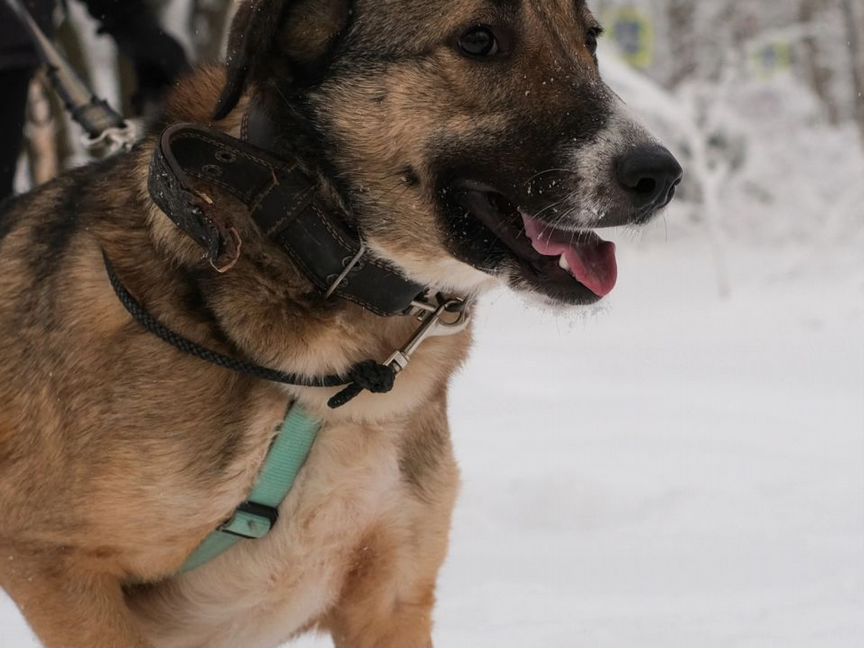 Теффи из приюта ищет заботливого хозяина