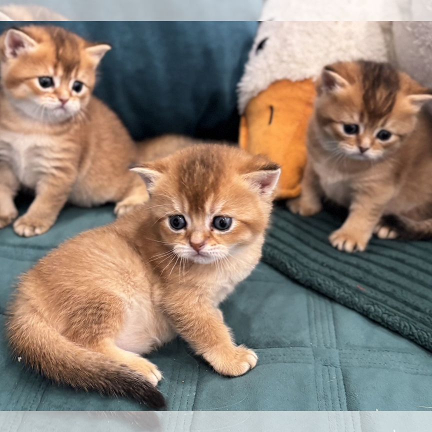 Британский короткошёрстный котёнок