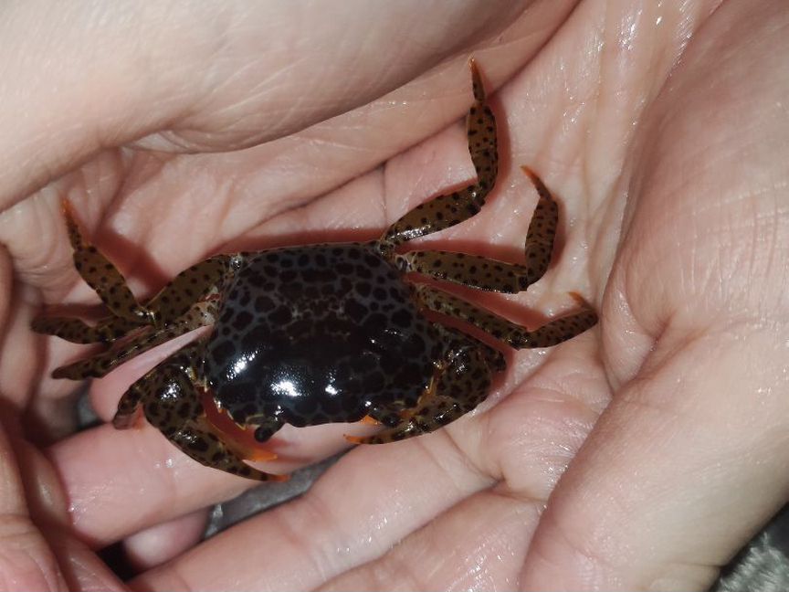 Краб пантера пресноводный