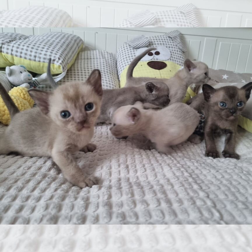 Европейский бурманский котёнок
