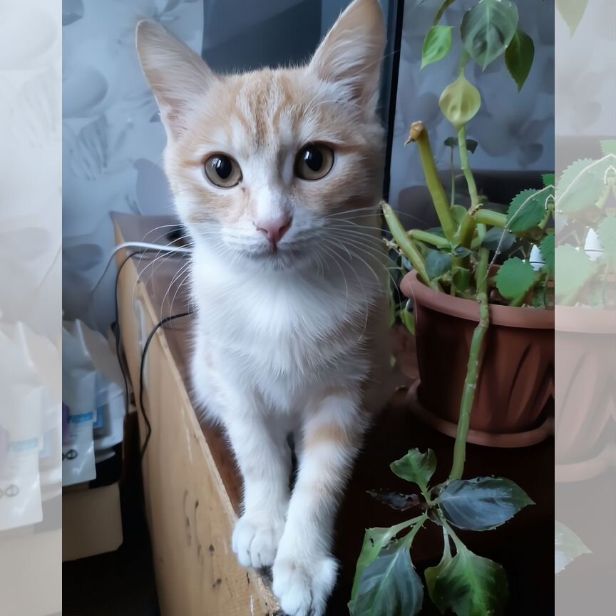 Котёнок в добрые руки