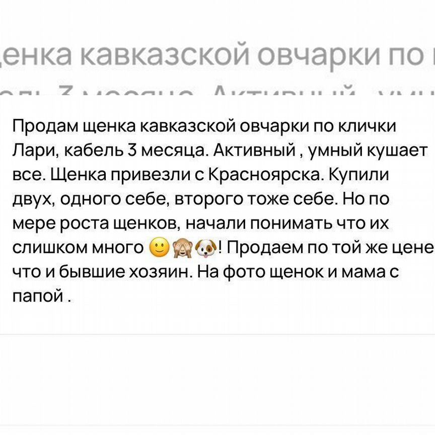 Продам щенка кавказца