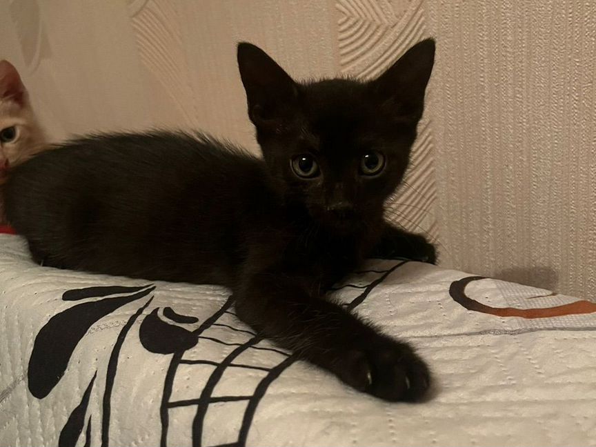 Котята