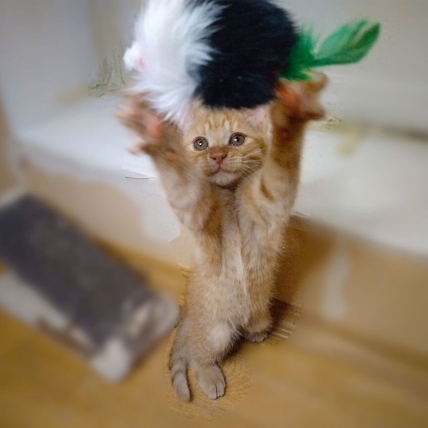 Рыжий котенок ищет дом