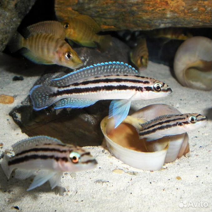 Цихлида Юлидохромис Дикфельда (Julidochromis dick