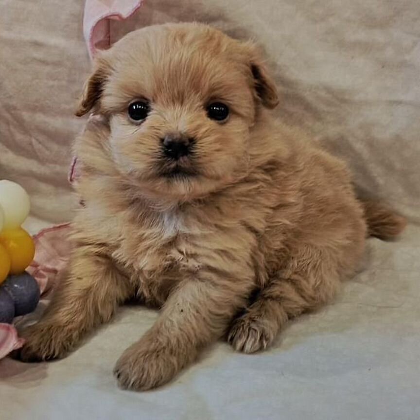 Мальтипу F2 щенки