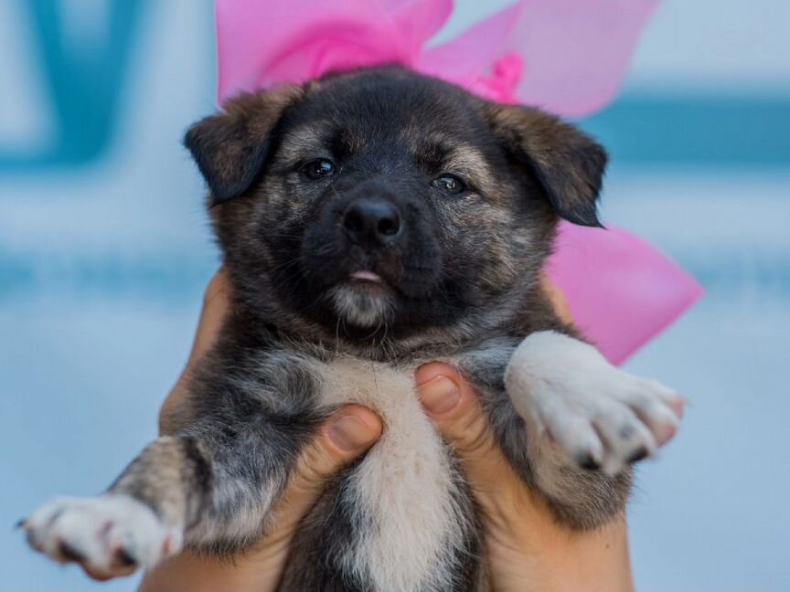 Щенок в добрые руки девочка Вера