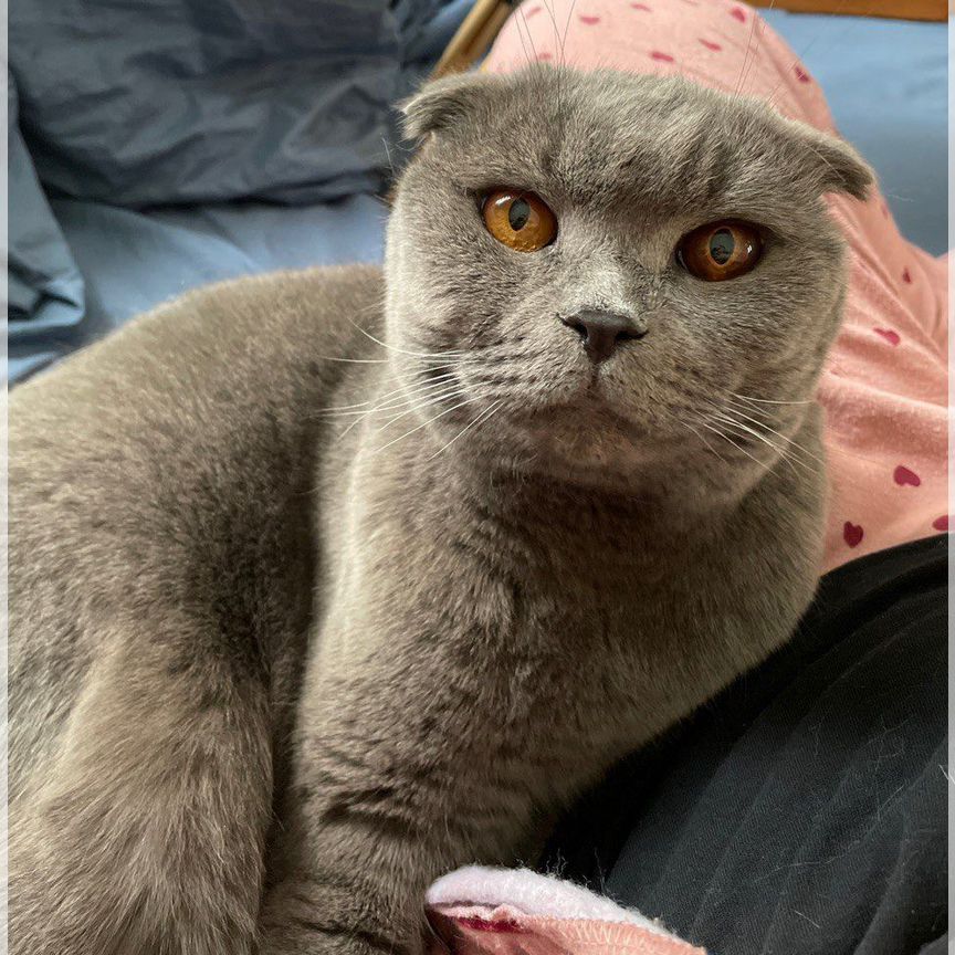 Британский вислоухий кот