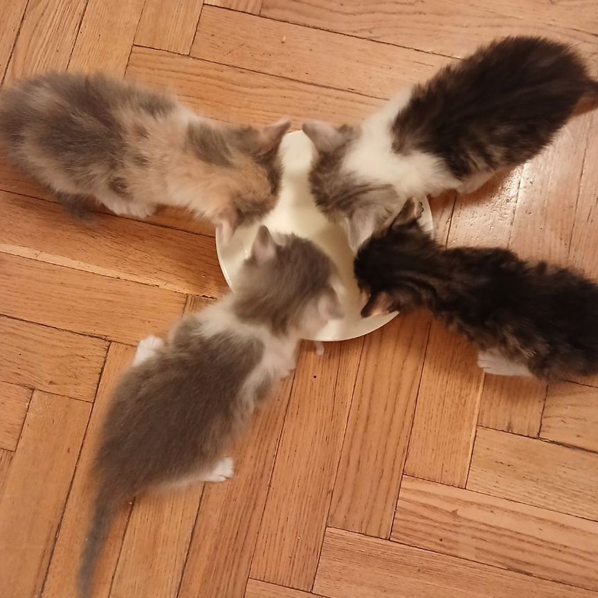 Котёнок в добрые руки