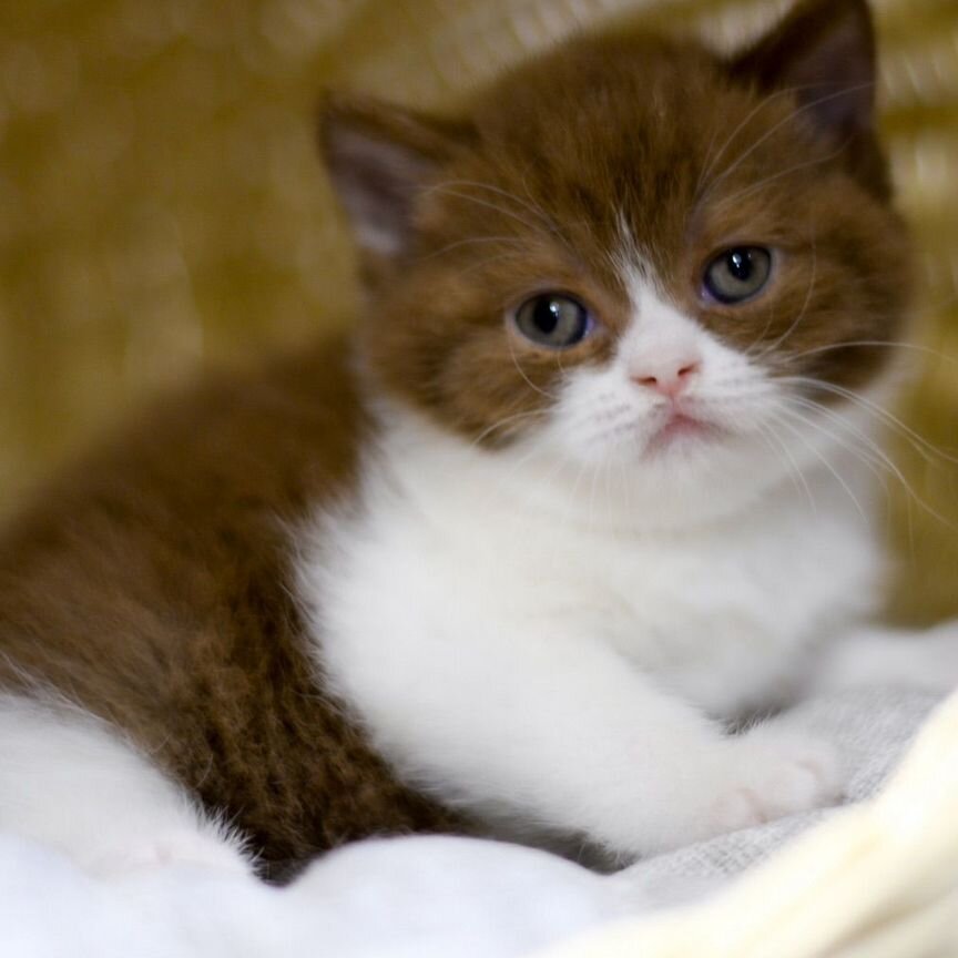 Британский короткошёрстный котёнок