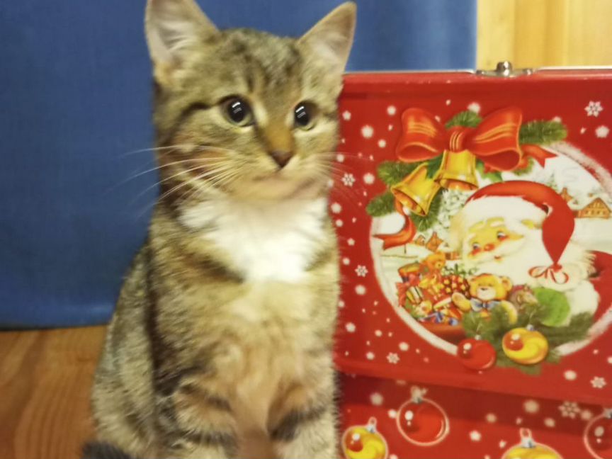 Котёнок в добрые руки