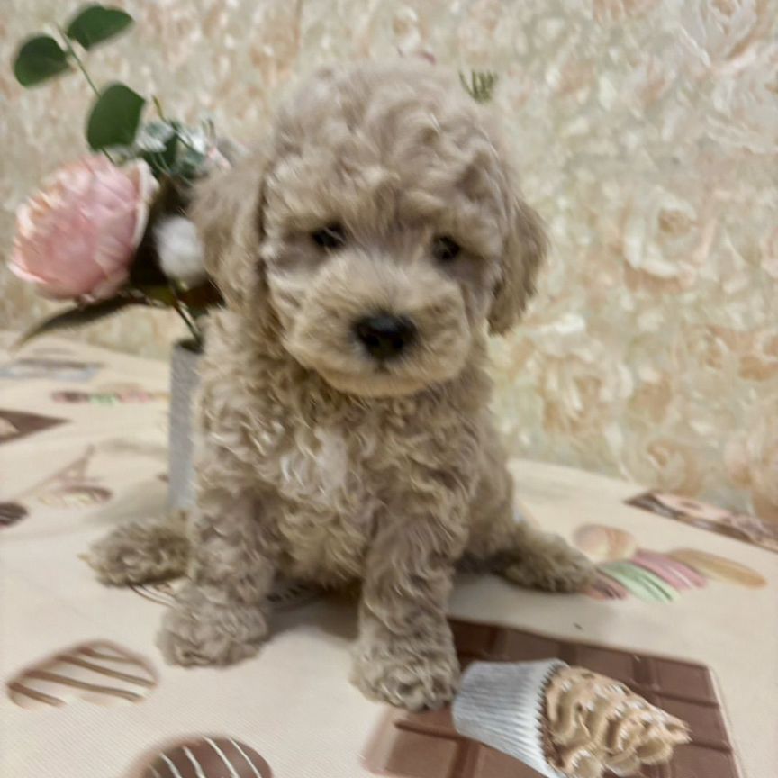 Той-пудель.Мальчик