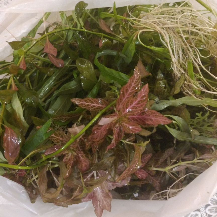 Аквариумные рыбки и растения
