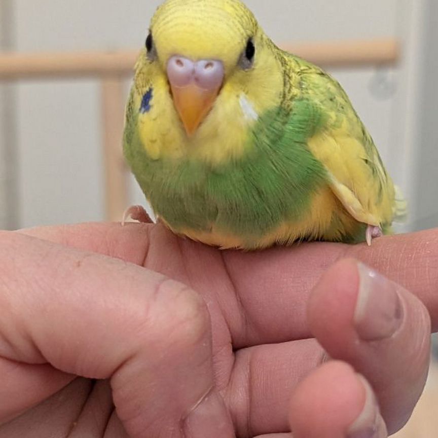 Попугай Волнистый разных окрасов и пород