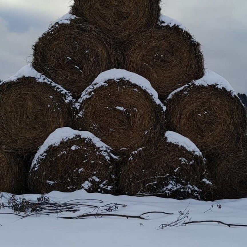 Продам сено в рулонах