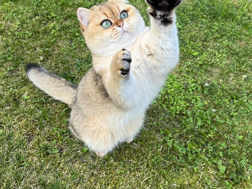 Британская кошка золотая шиншилла