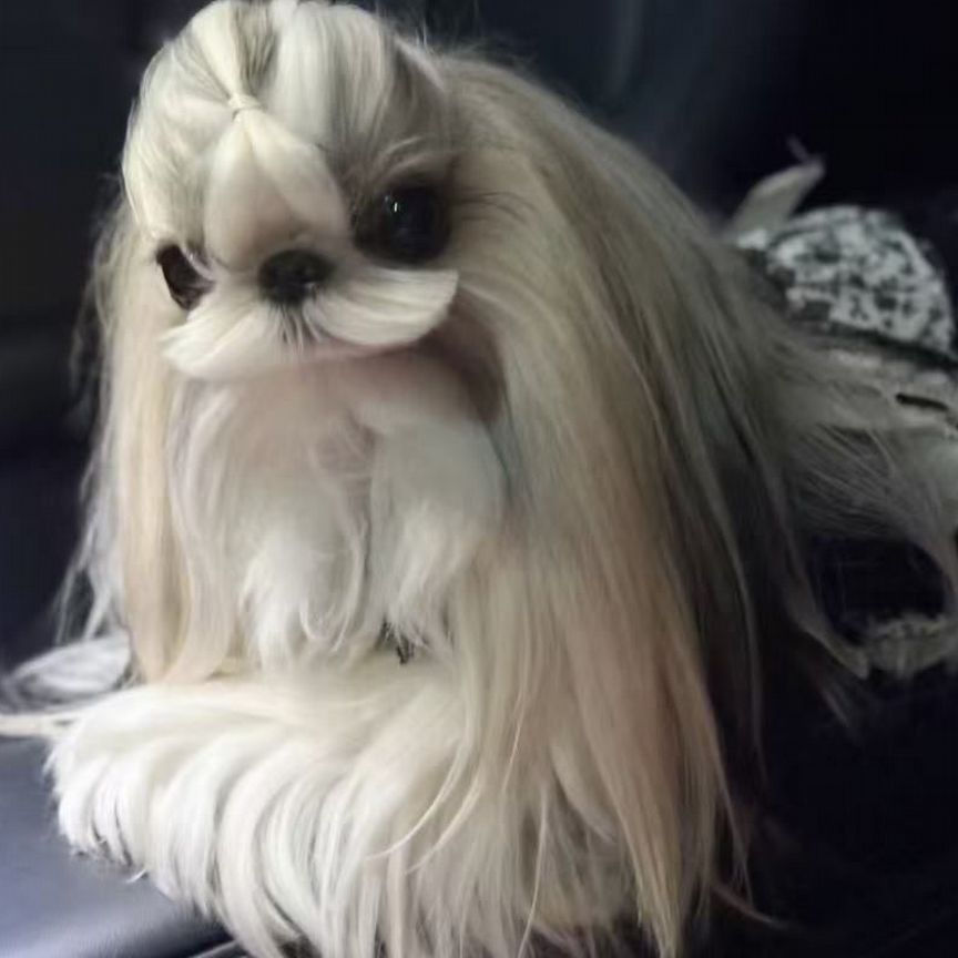 Ши-тцу, щенок