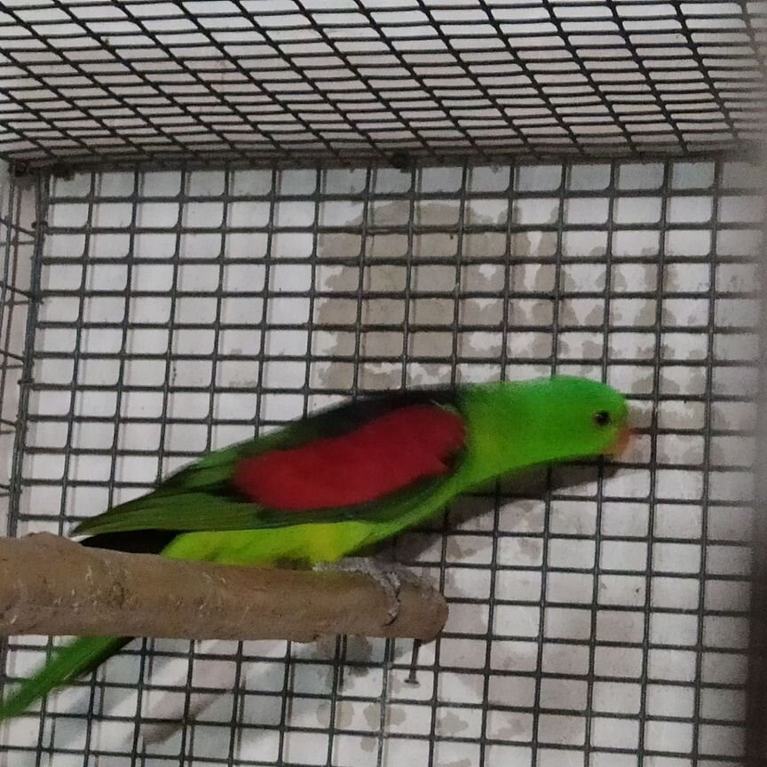 Краснокрылый попугай