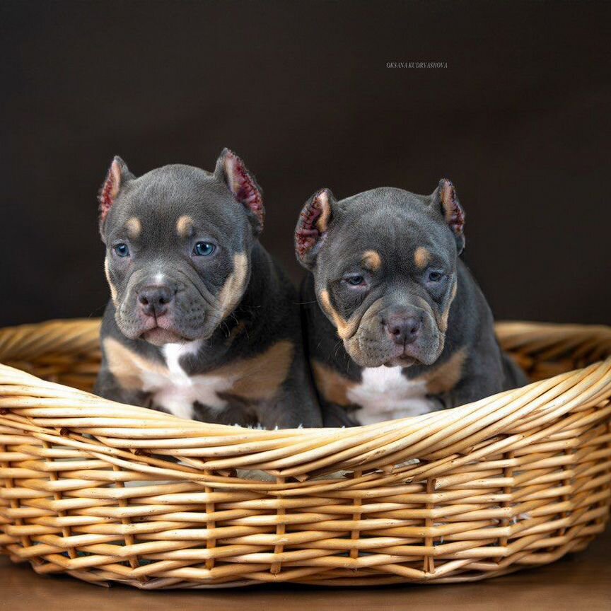 Американский булли, щенок