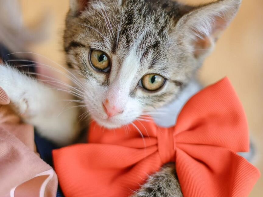 Маленький кошачий ребенок в приюте Некрасовка