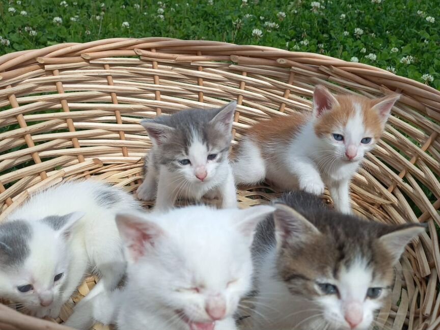Котята в добрые руки