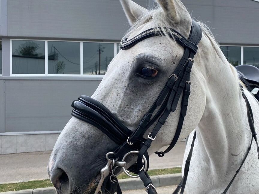 Оголовье для лошади