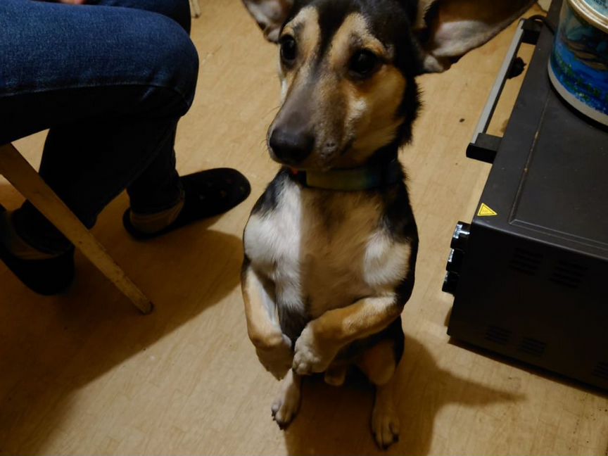 Собака в добрые руки