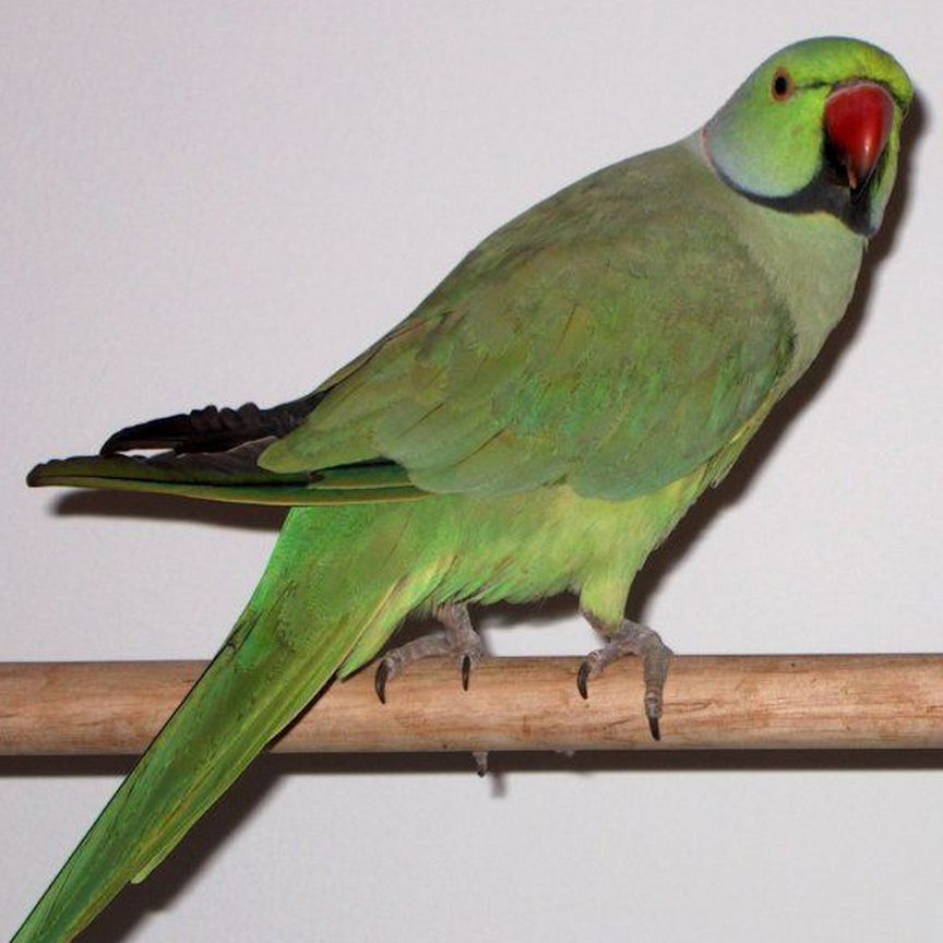 Продам попугая ожерелового