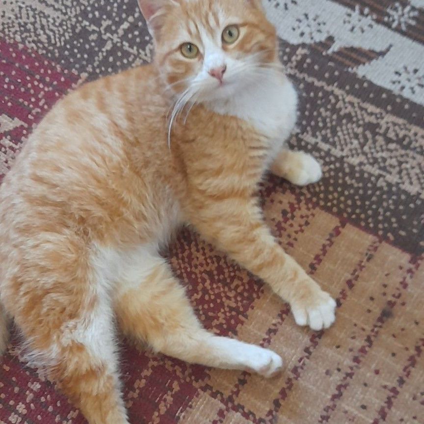 Котик рыжий