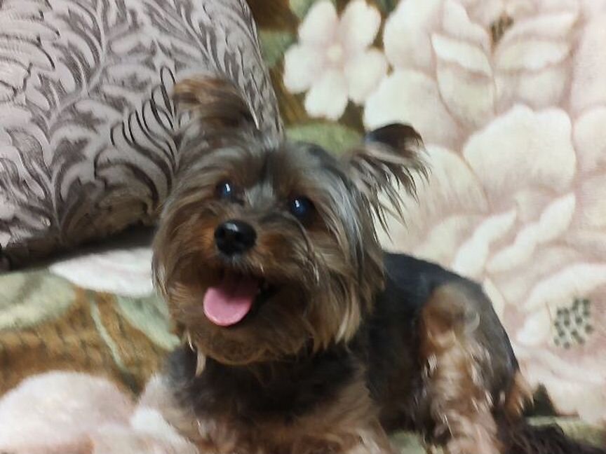 Йоркширский терьер