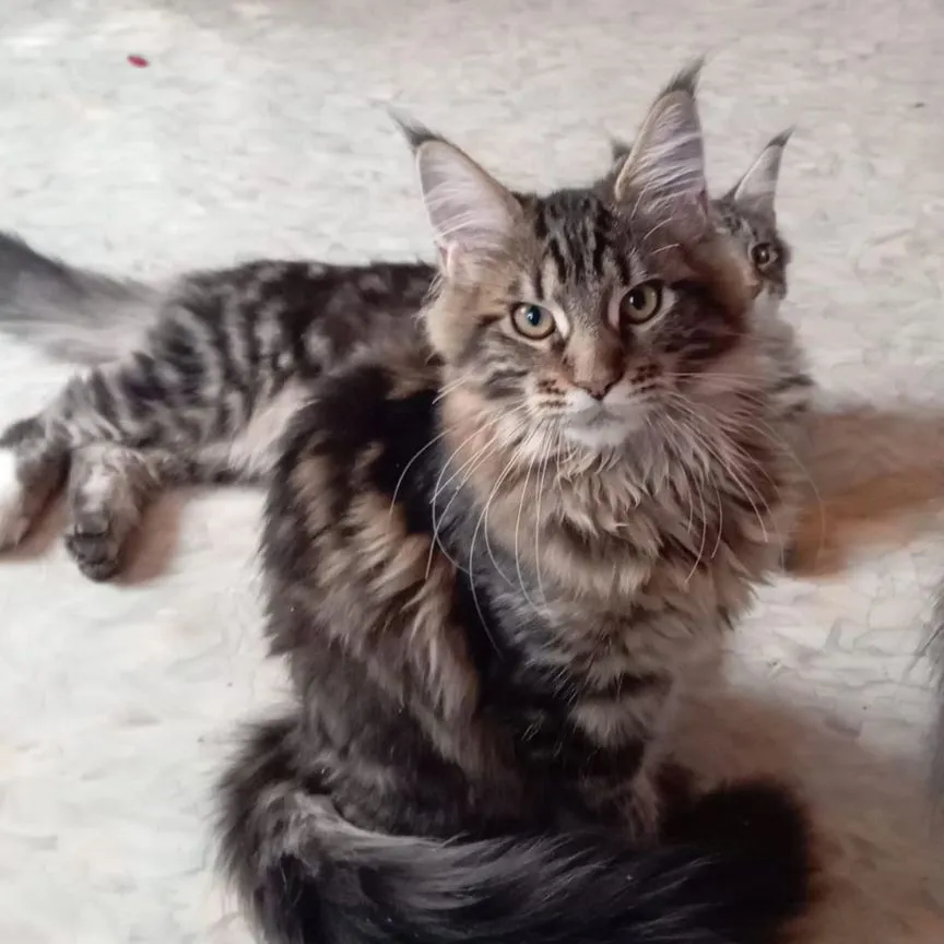 Котята мейн-кун
