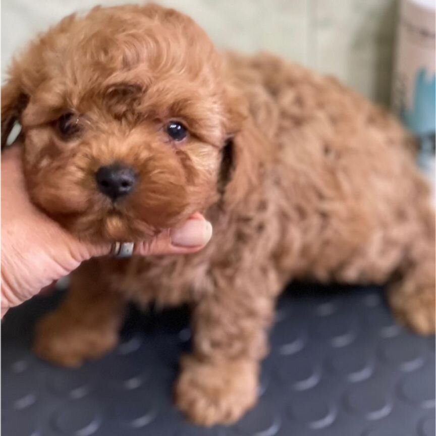 Мальтипу ред браун