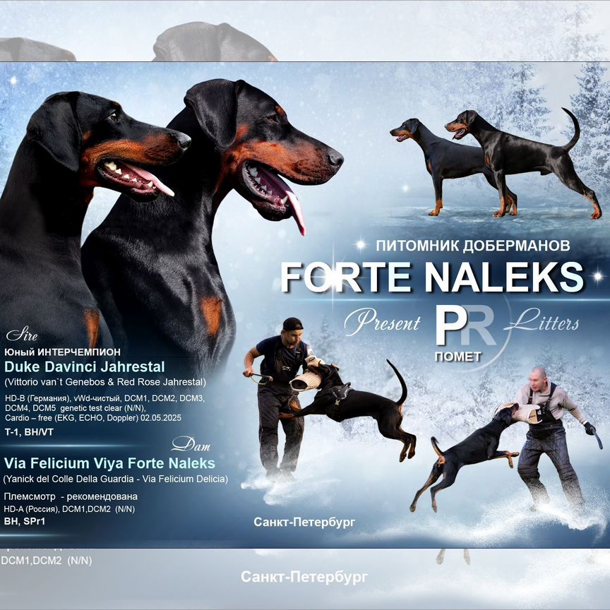 Доберман, щенок