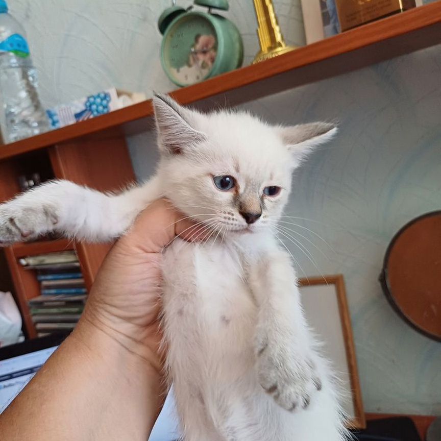 Очаровательные котята от невской маскарадной И бри