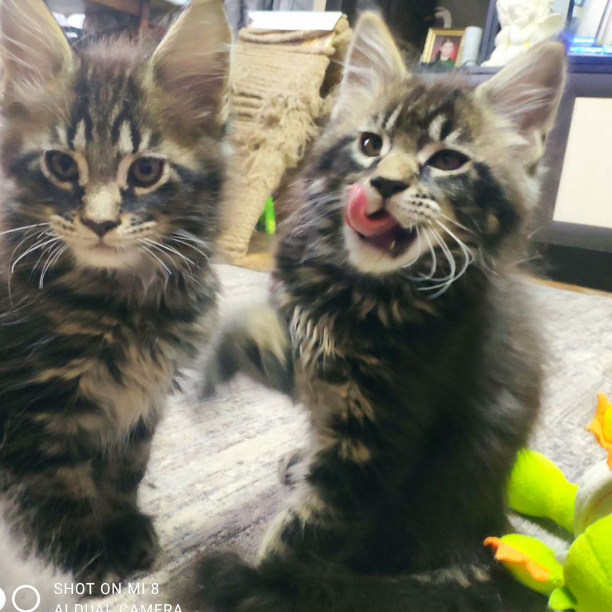 Мейн-кун котёнок