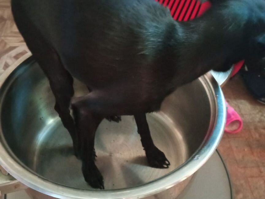 Мини той-терьер, вязка